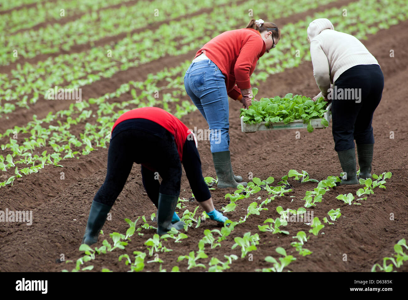 Farmers people Seasonal workers planting Chinese cabbage Czech Republic ...