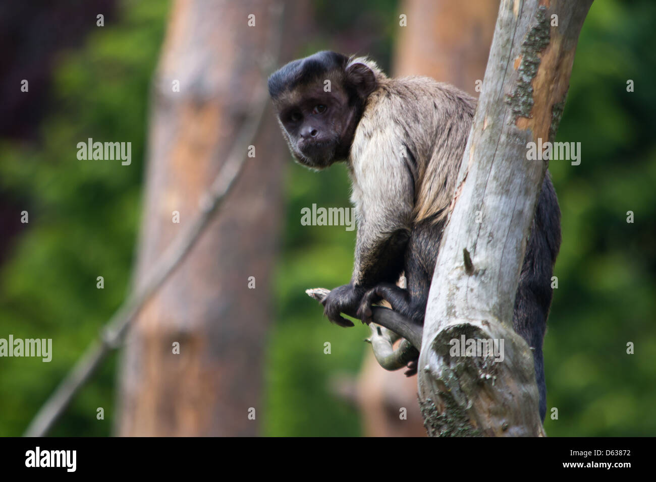 Monkey at the zoo Stock Photo - Alamy