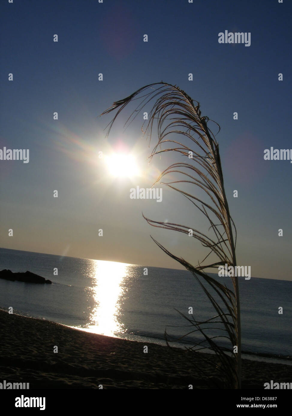 This photo features a peacock feather illuminated by the sun ...