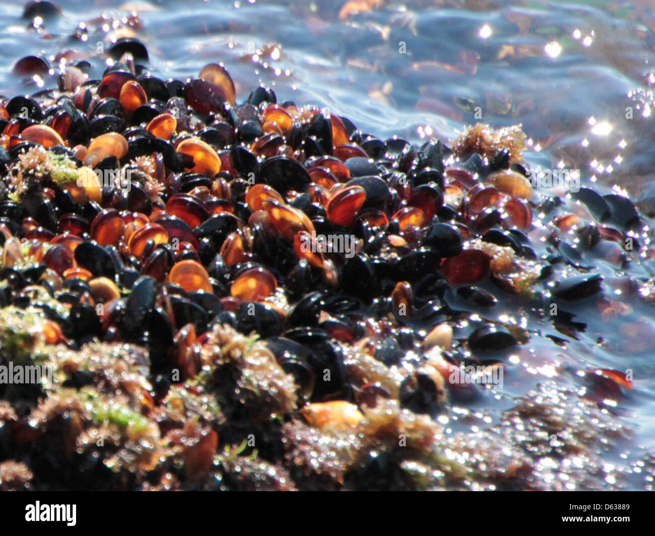 A colony of mussels thriving on rocks in a coastal environment. Mussels ...
