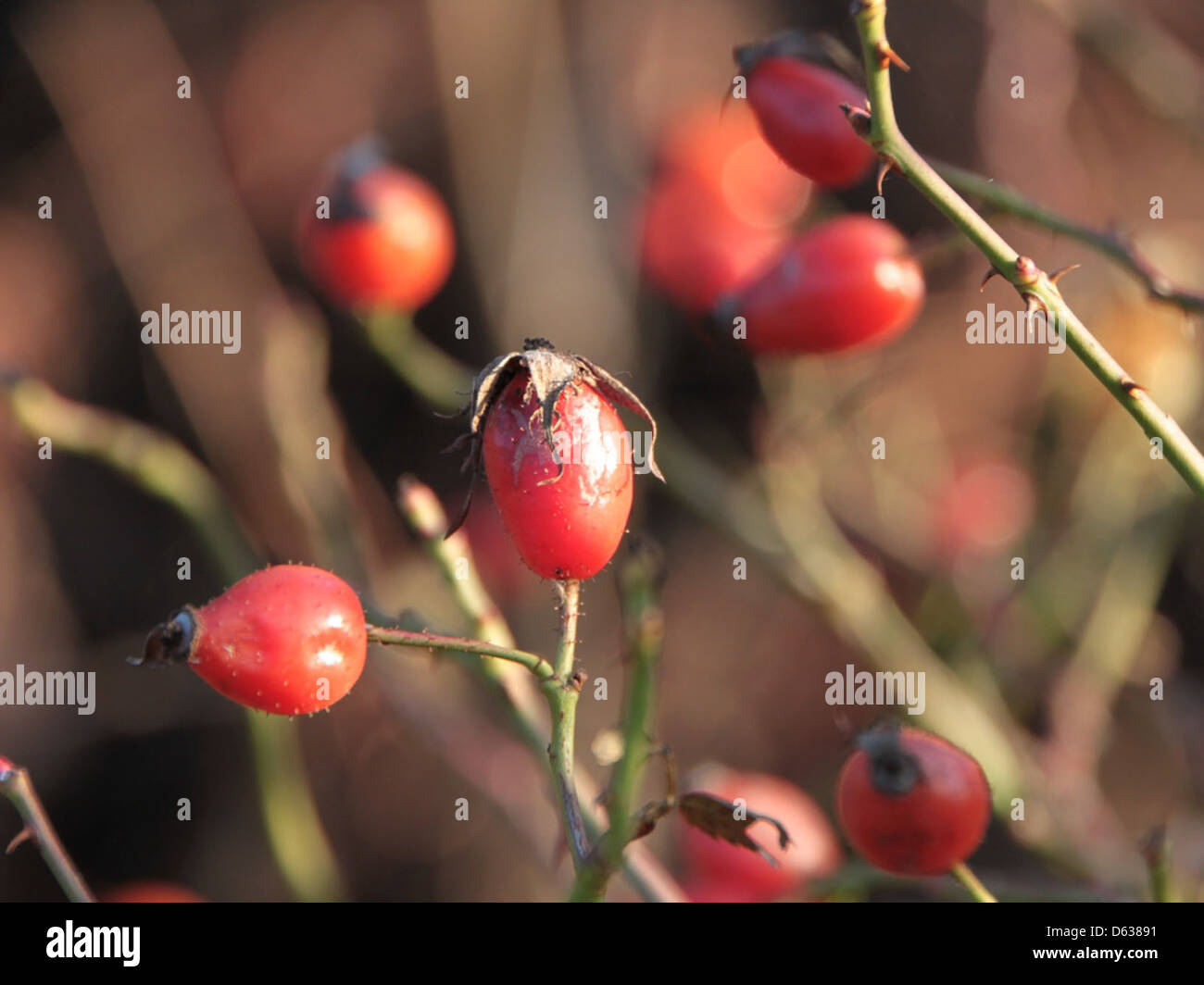 A close-up image of the fruit of the Rosa canina, commonly known as ...