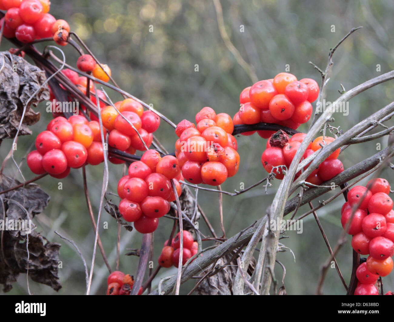 Black bryony dioscorea communis hi-res stock photography and images - Alamy