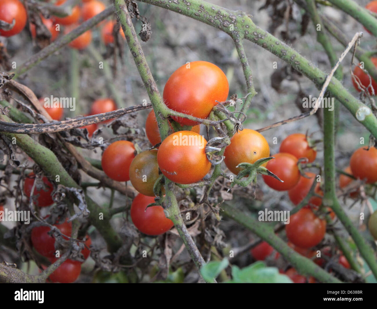 Cherry-Tomato-Plants Autumn 55843 Stock Photo - Alamy