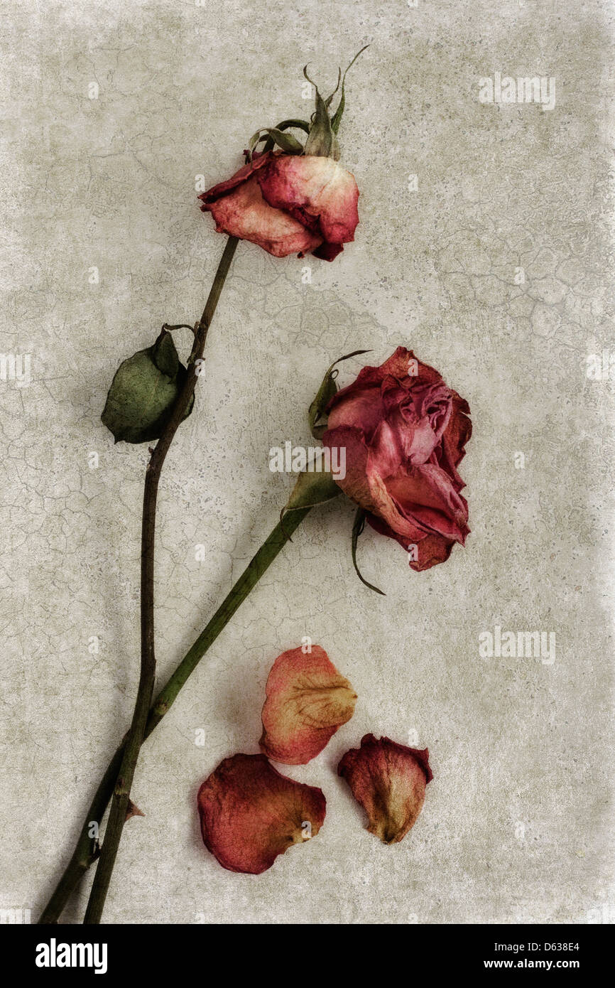 Dried roses on textured background Stock Photo - Alamy