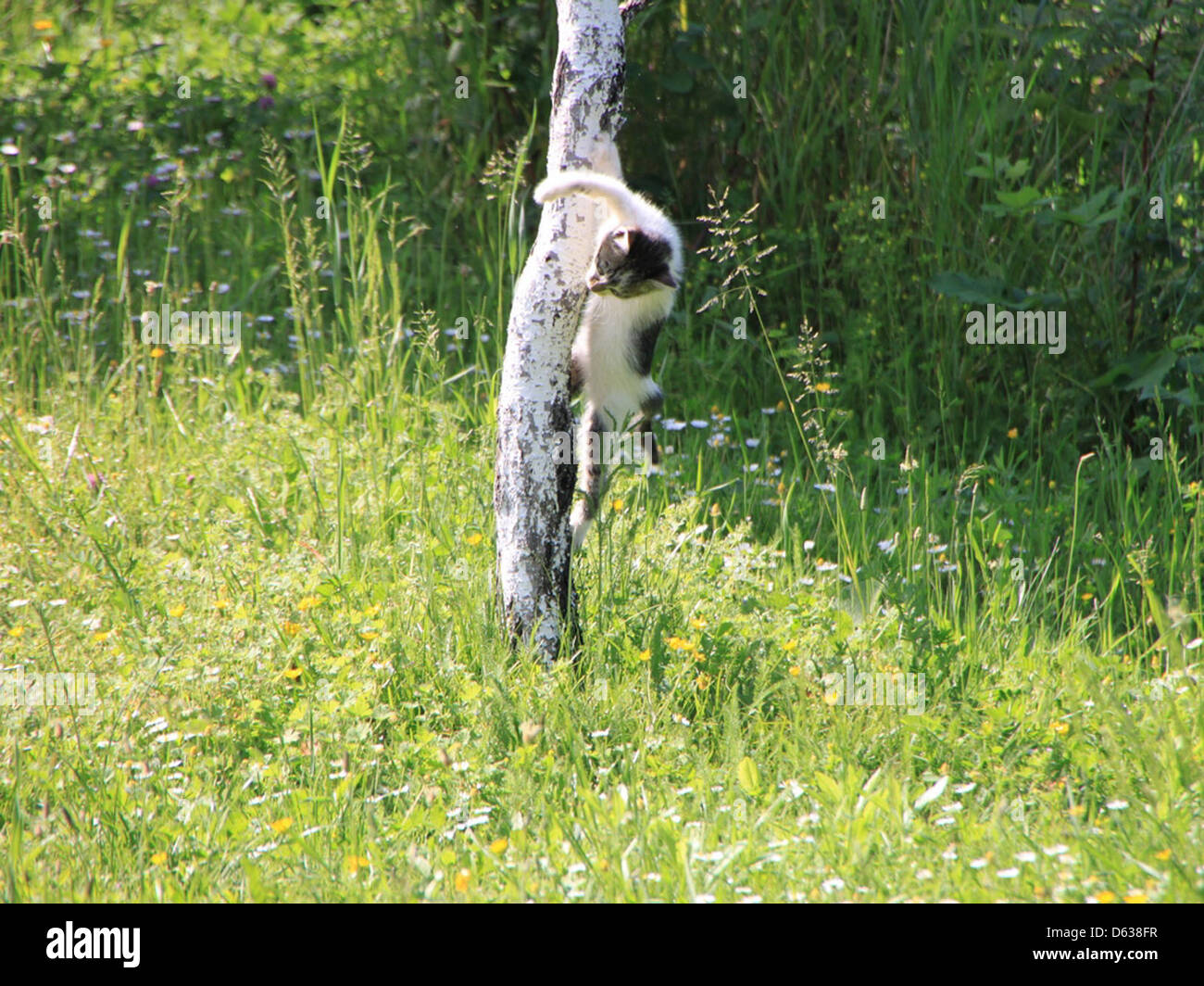Kitten-Climbing-Tree 79336 Stock Photo - Alamy