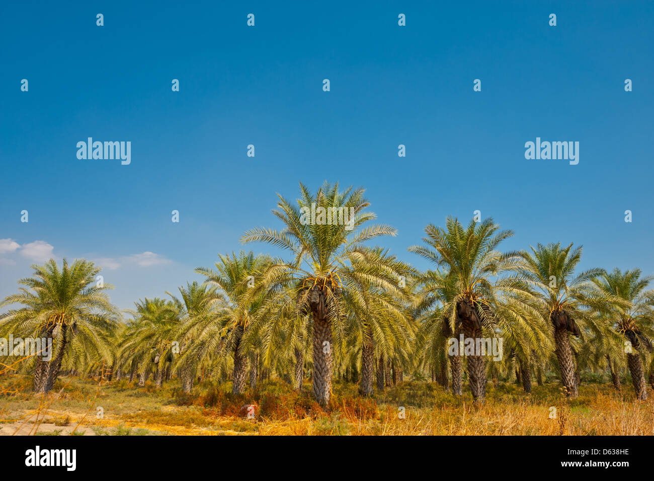 Date palms hi-res stock photography and images - Alamy