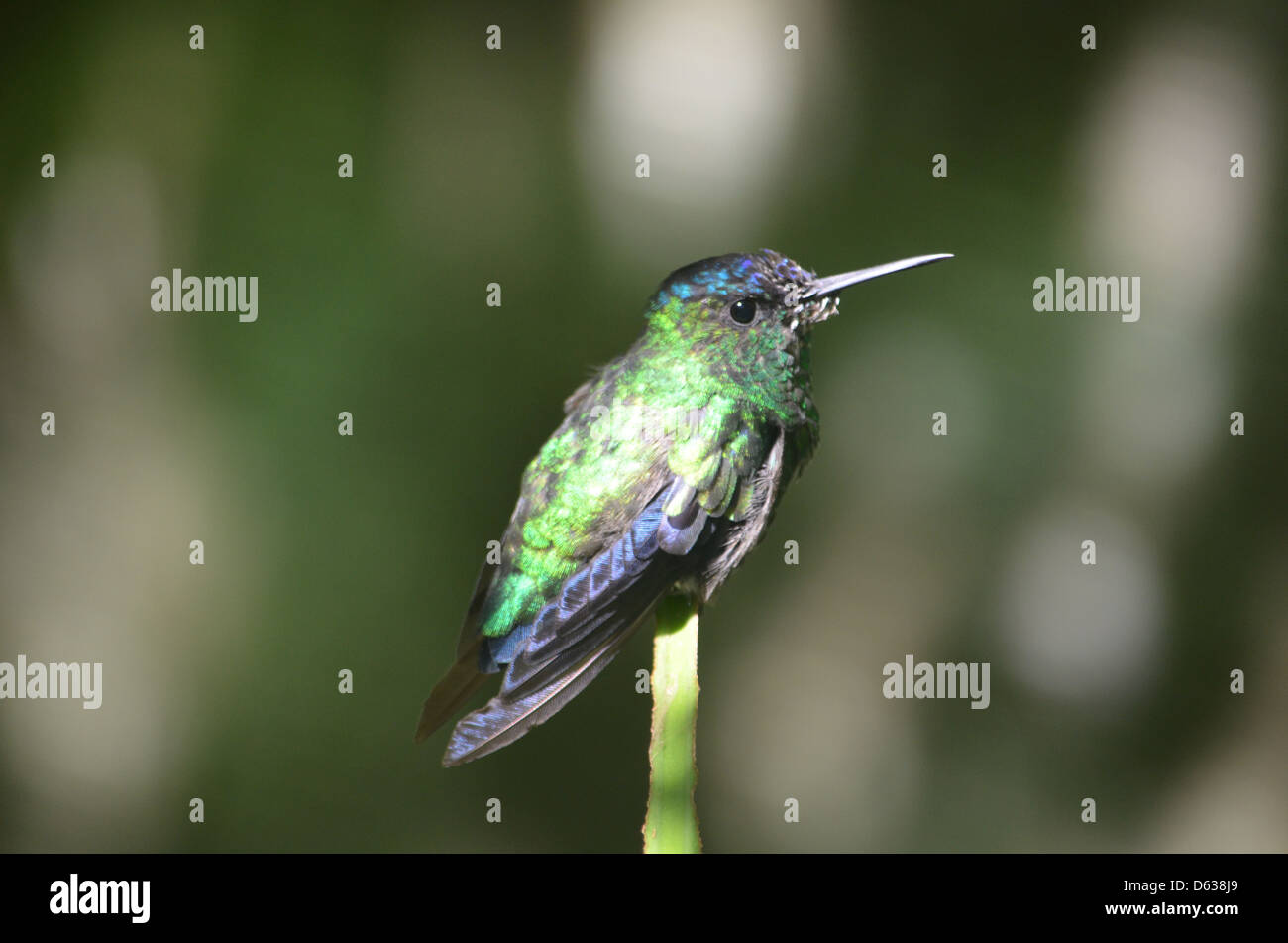 Amazon hummingbird hi-res stock photography and images - Alamy