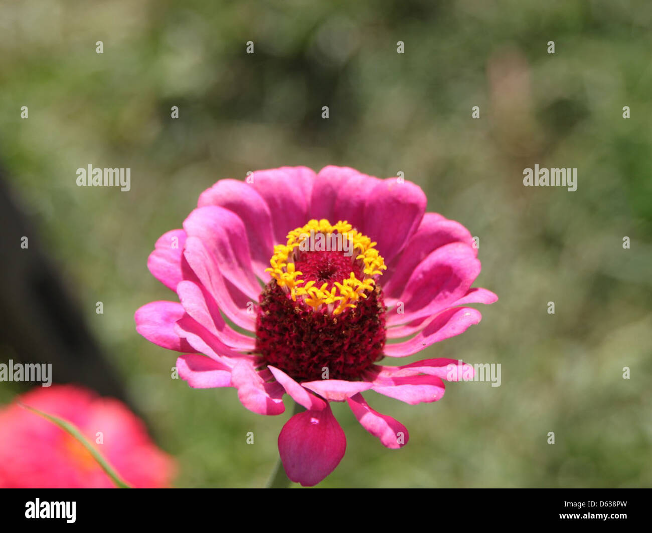 Pleasing display hi-res stock photography and images - Alamy