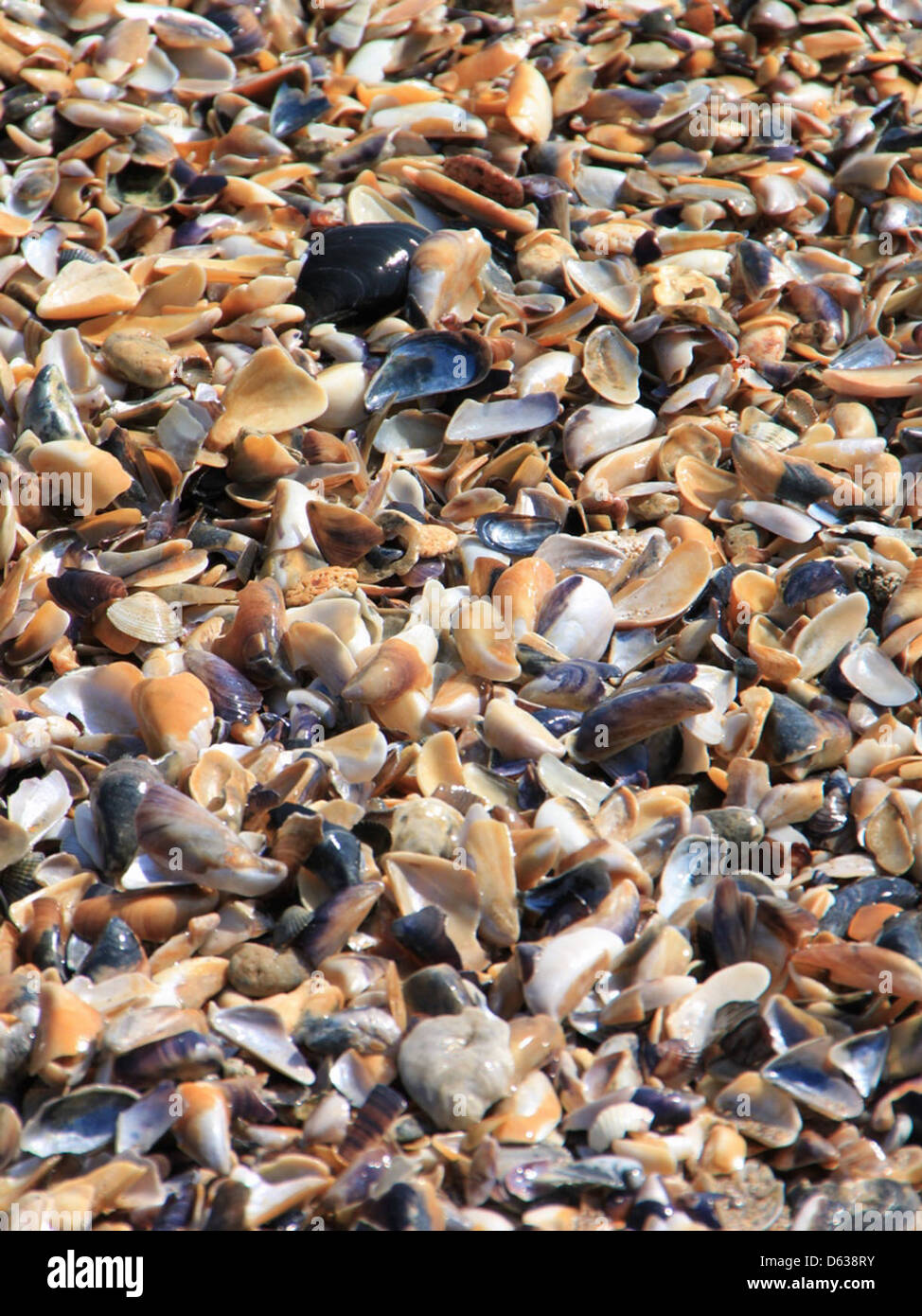 Clam shells on the beach hi-res stock photography and images - Alamy