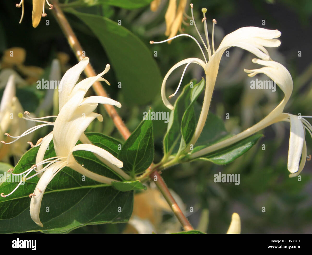 Honeysuckle lonicera caprifolium flower hi-res stock photography and ...