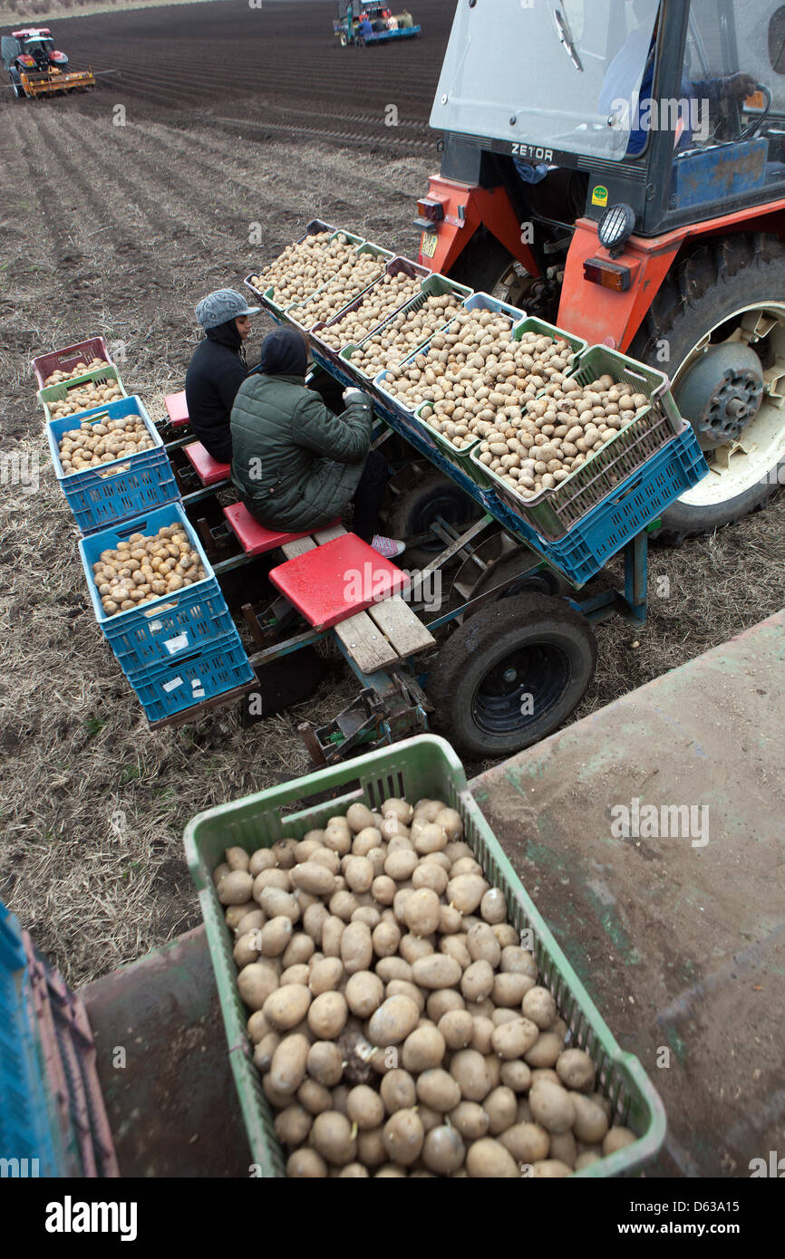 Spring planting potatoes, potatoes in crates Stock Photo - Alamy