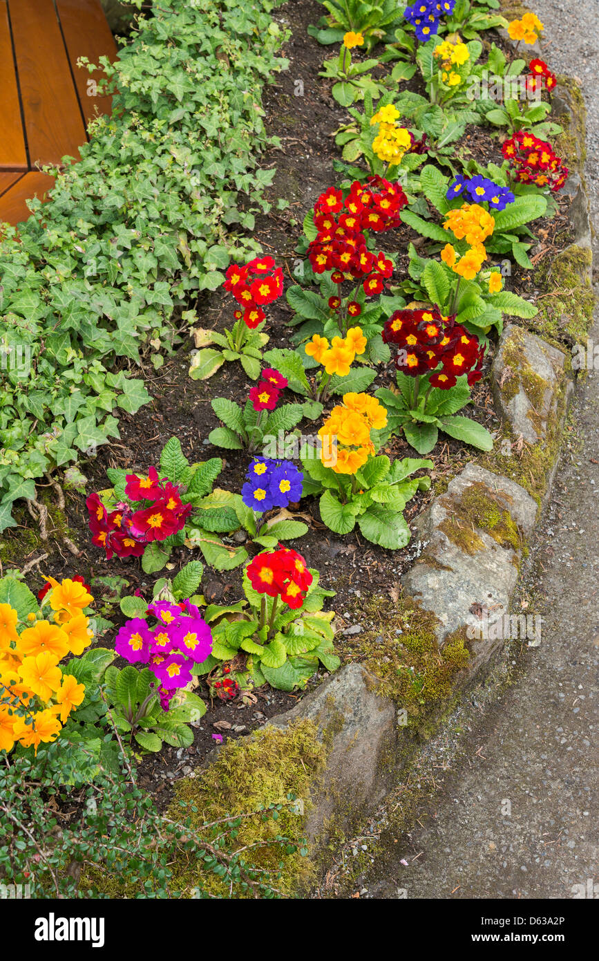 Primula bedding plants primula primula flower bed primula hi-res stock ...