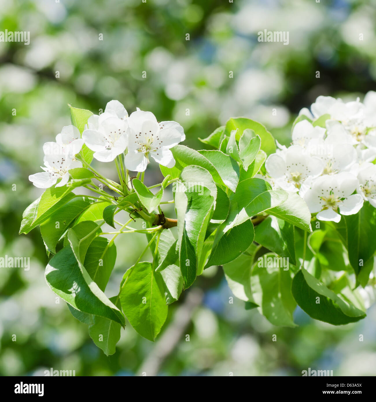 Blossoming an apple-tree in the sprin Stock Photo - Alamy