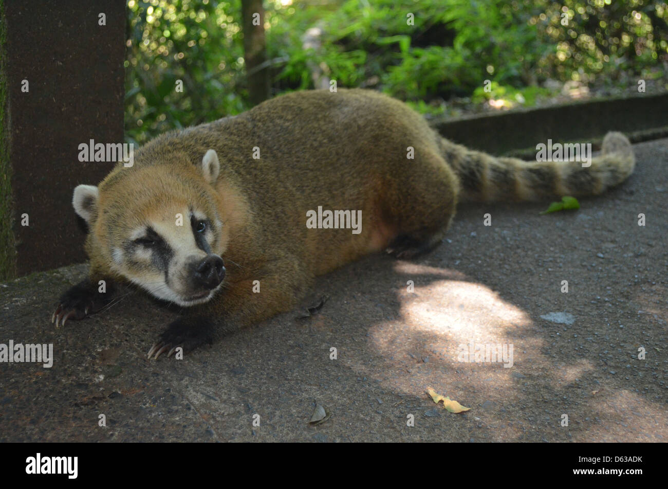 Coati family hi-res stock photography and images - Alamy
