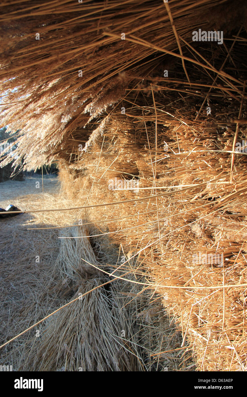 thatching reeds stacked after spring harvest from Dingle marshes, a ...