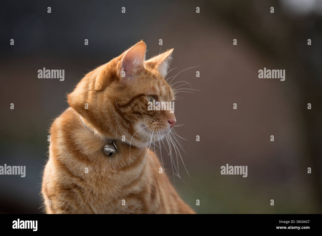 ginger cat head face looking to the side Stock Photo - Alamy