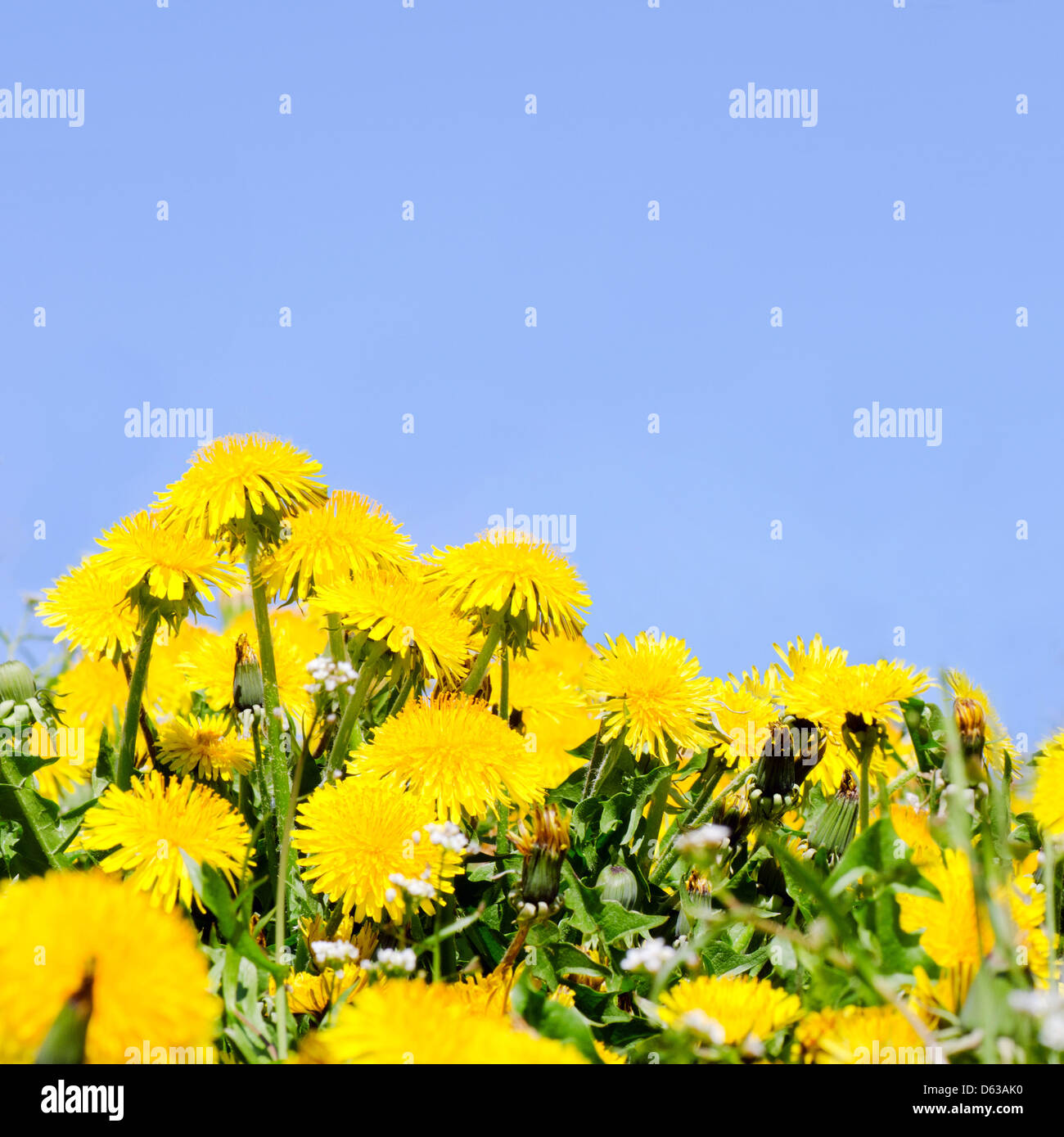 Beautiful spring Dandelion Stock Photo - Alamy