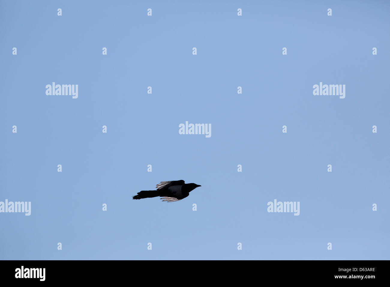 Magpie flying hi-res stock photography and images - Alamy
