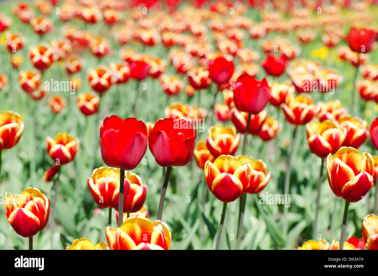 Beautiful spring flowers Stock Photo - Alamy