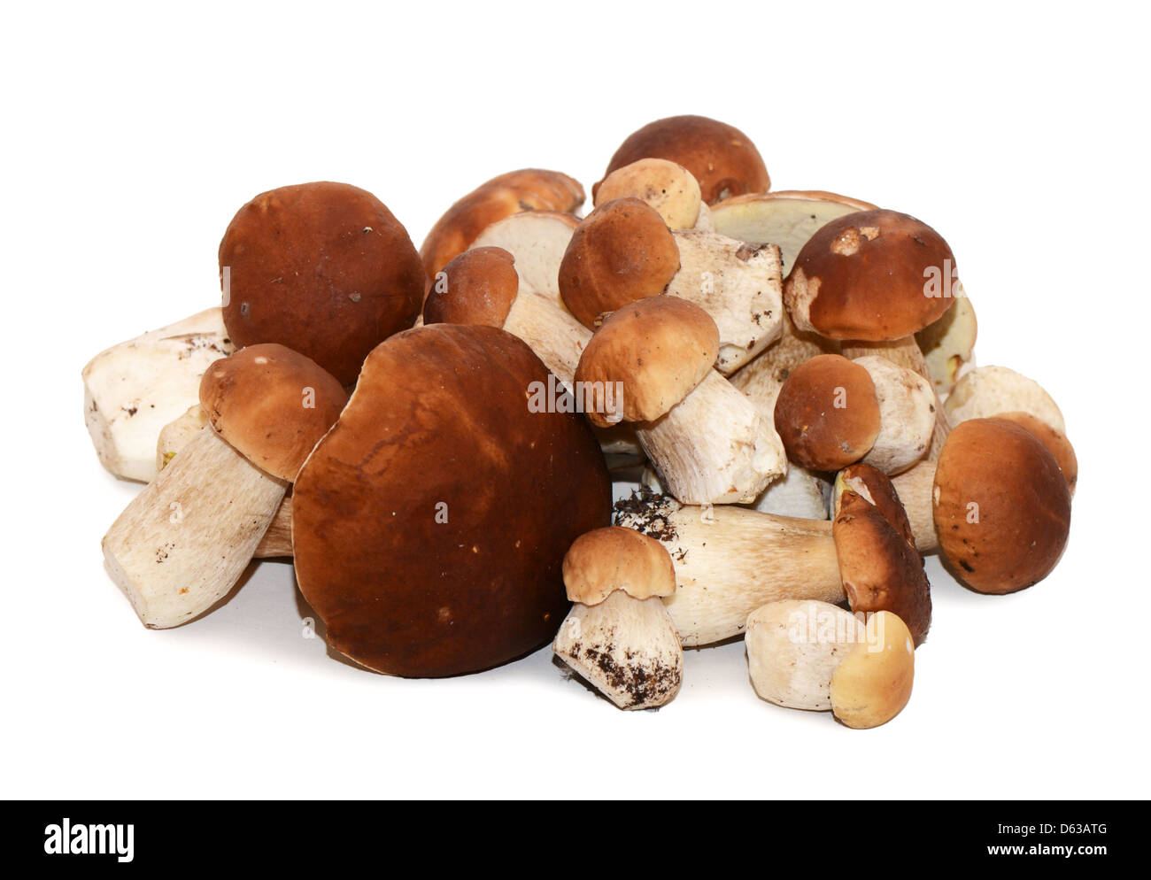 The boletus edulis isolated on white Stock Photo - Alamy