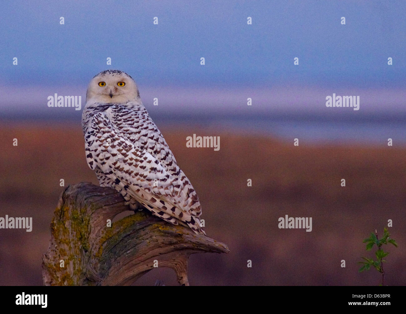 Snow owl bird hi-res stock photography and images - Alamy