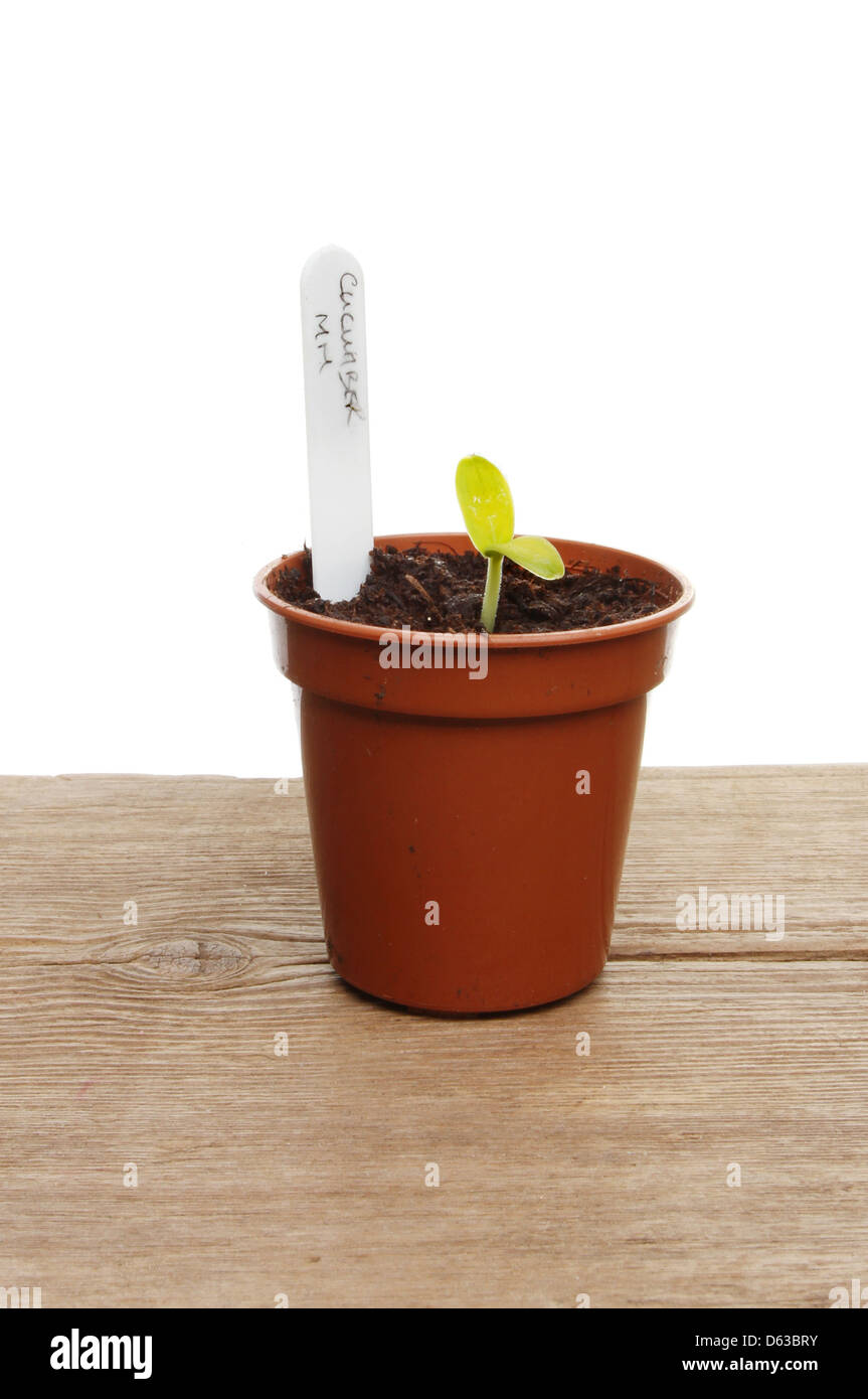 Cucumber label hi-res stock photography and images - Alamy