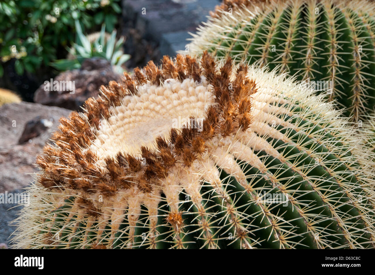 Cactus Cactus Garden Lanzarote where there are over 500 different ...