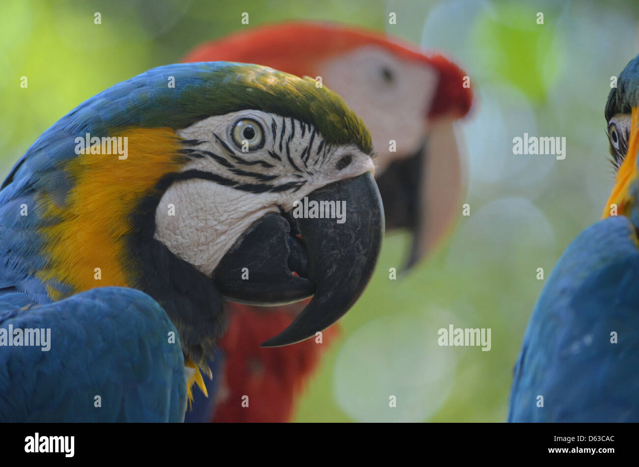 Blue, Yellow and Red Macaws in the Amazon rainforest, Peru Stock Photo ...