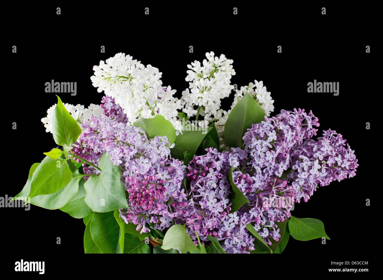 The beautiful lilac on black background Stock Photo - Alamy