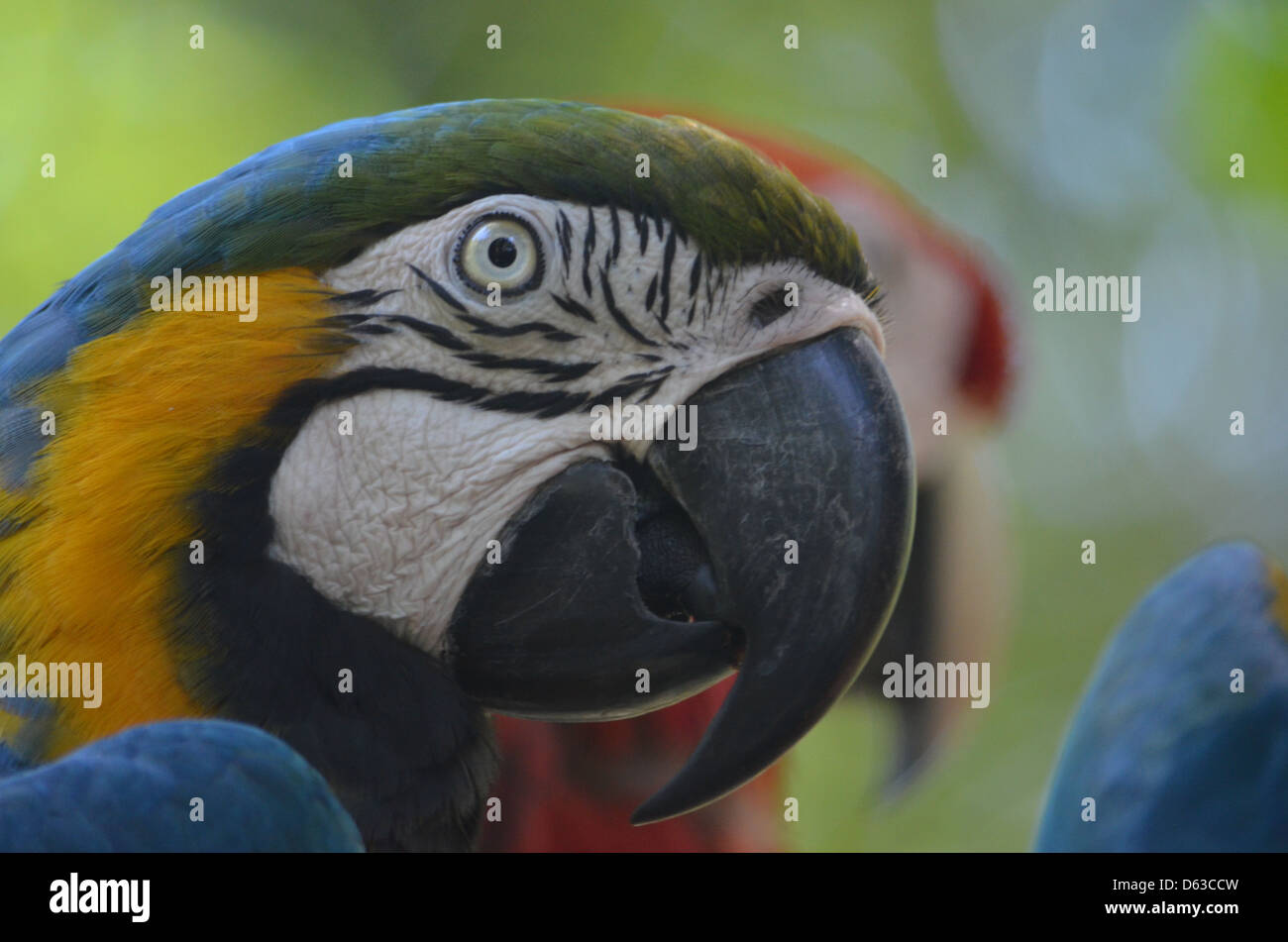 Wild parrots in amazon jungle hi-res stock photography and images - Alamy