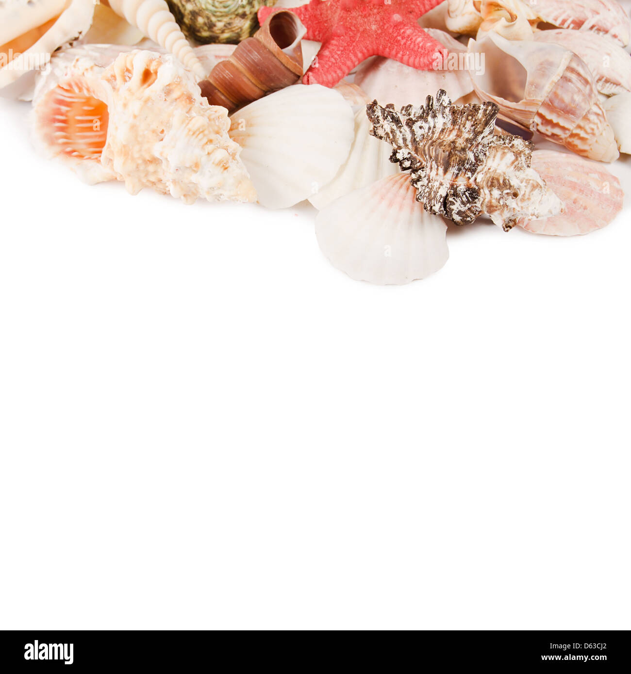 Sea shell isolated on a white Stock Photo - Alamy