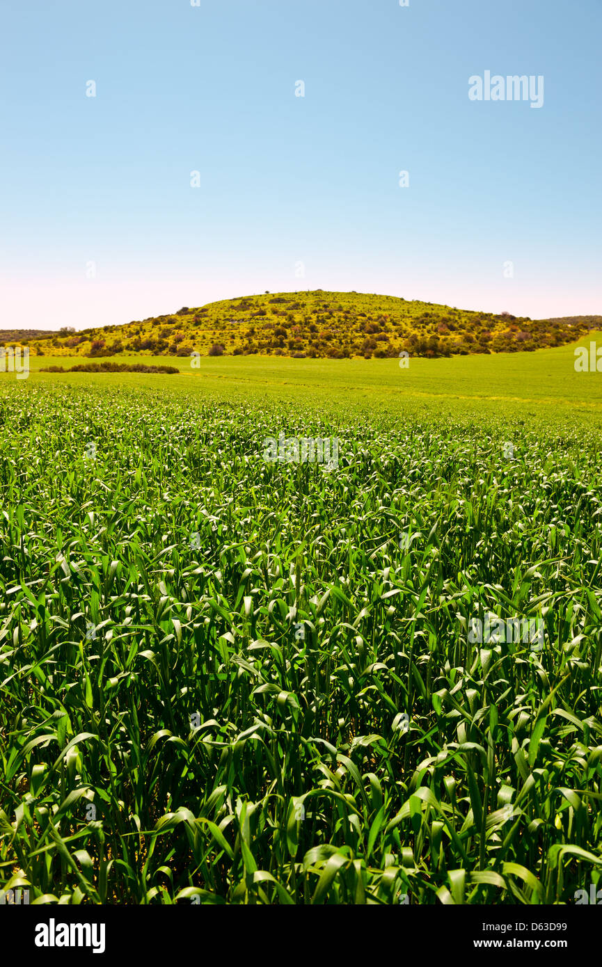 Middle east agriculture hi-res stock photography and images - Alamy
