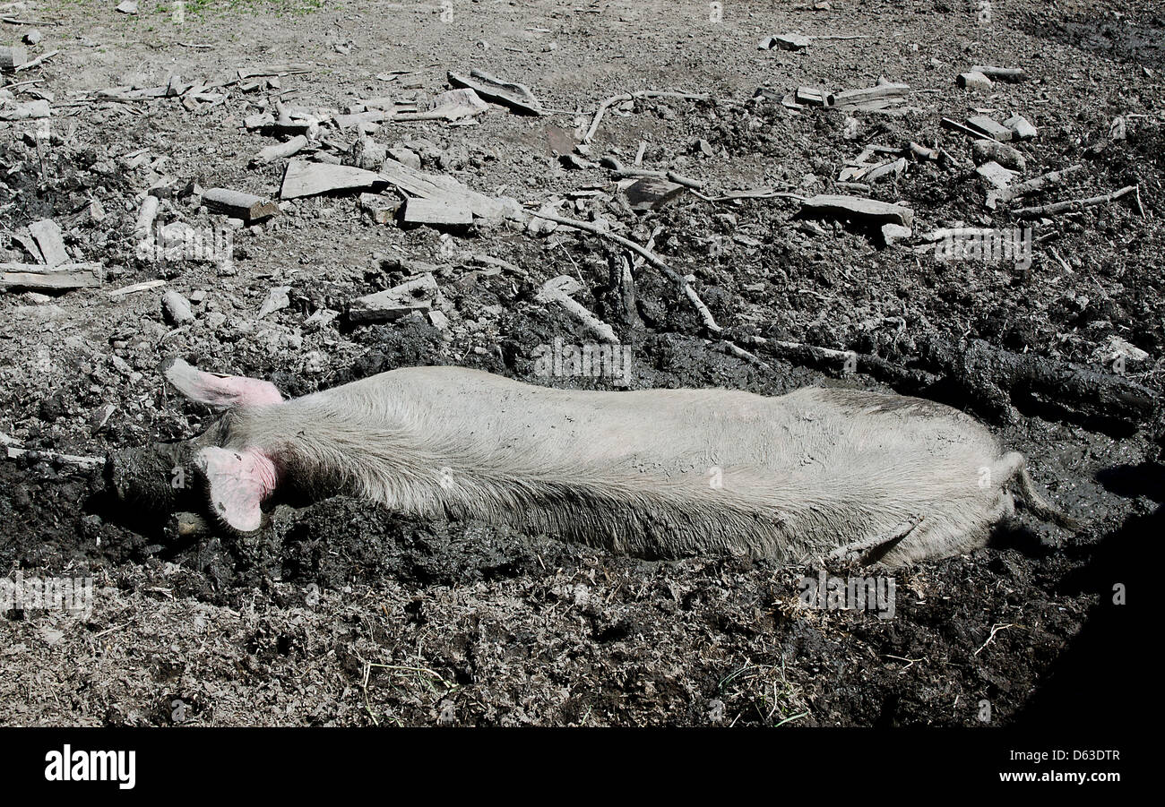 Cute pig in mud hi-res stock photography and images - Alamy