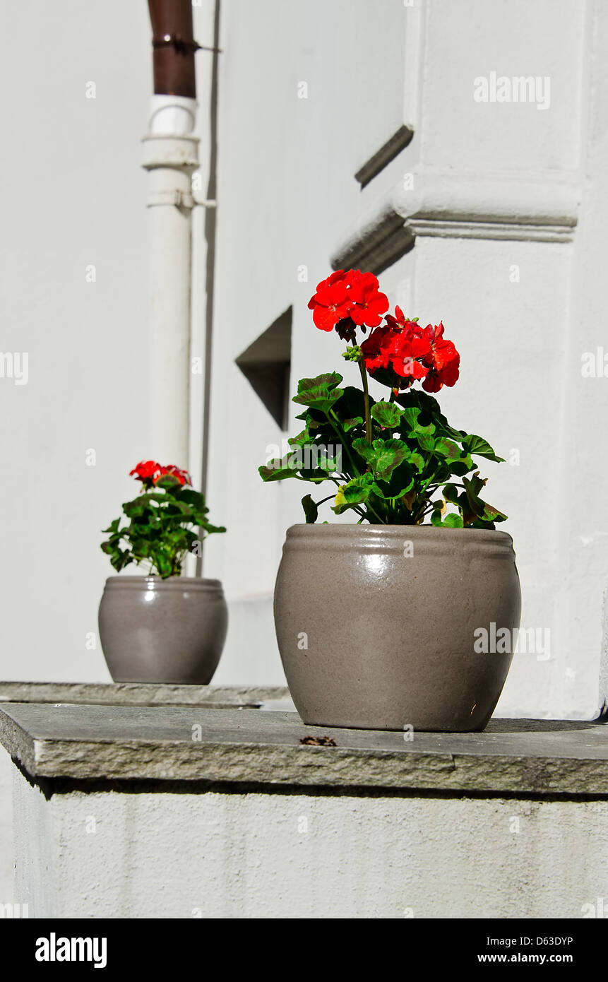 Two pots of flowers Stock Photo - Alamy