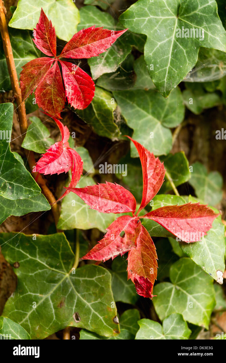 Red ivy leaf hi-res stock photography and images - Alamy