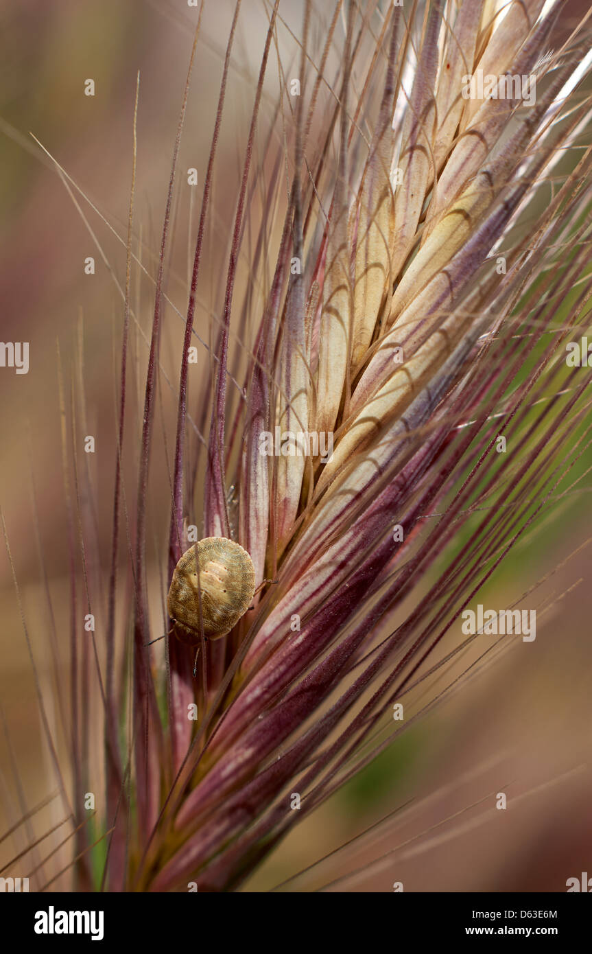 Wheat with a bug on it Stock Photo - Alamy