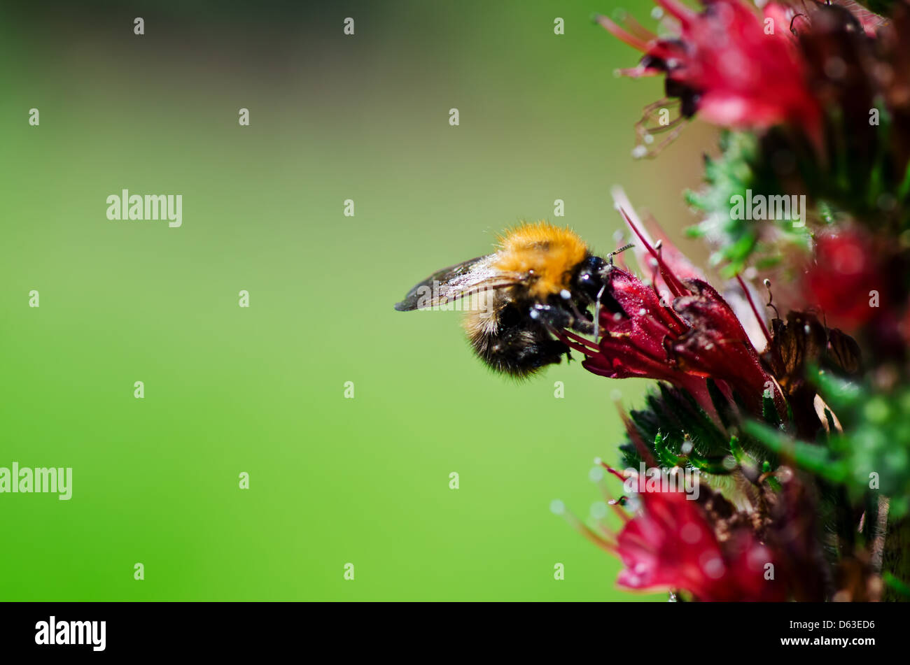 Bumblebee on flower Stock Photo - Alamy