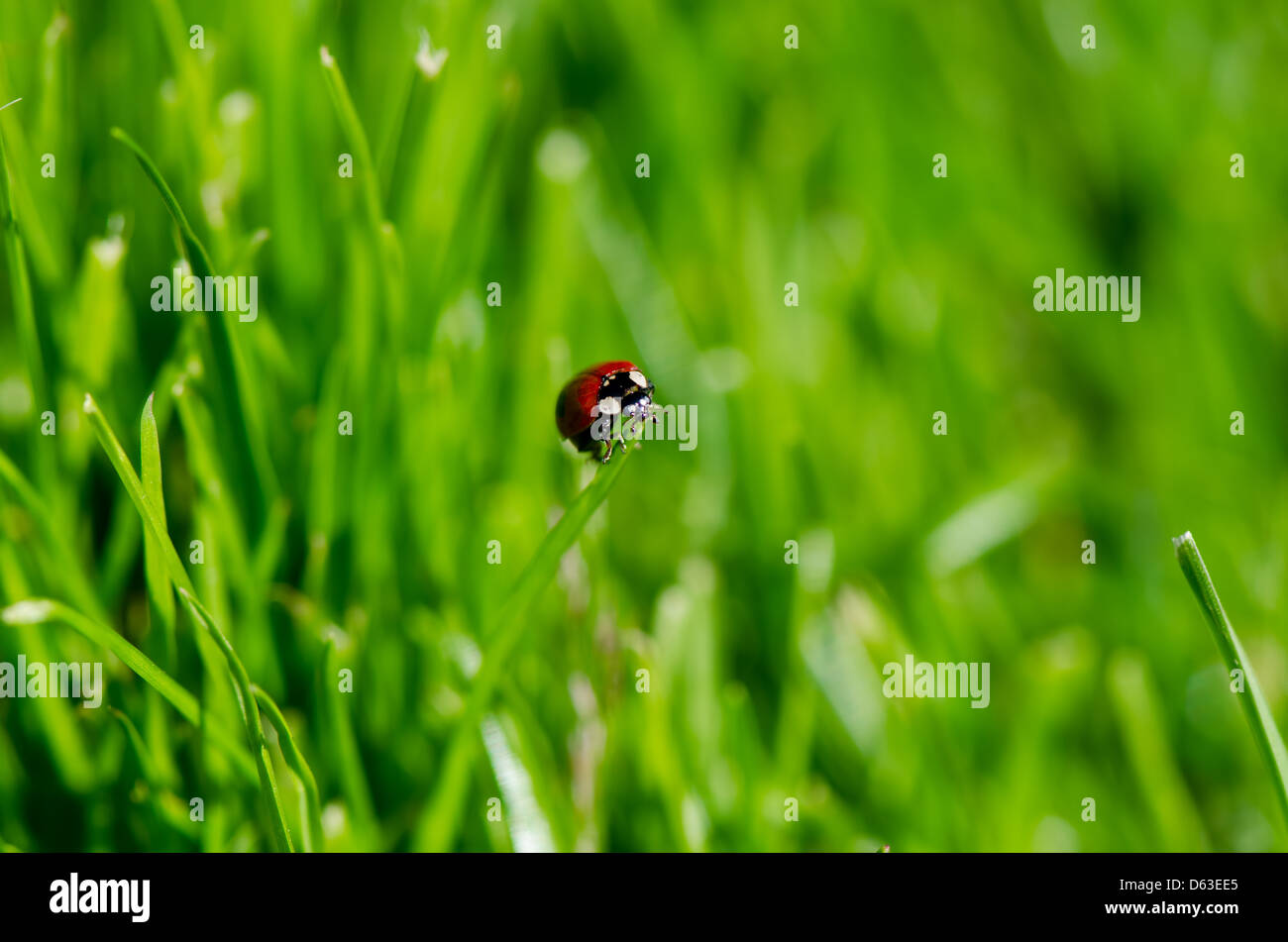 Ladybug on grass Stock Photo - Alamy