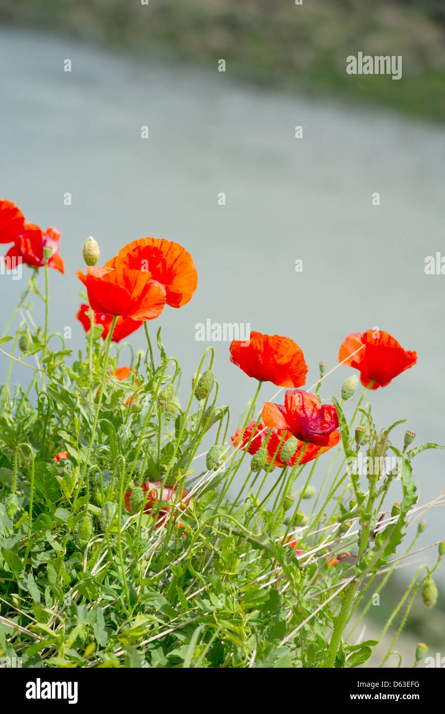 Red wild poppies near river Stock Photo - Alamy