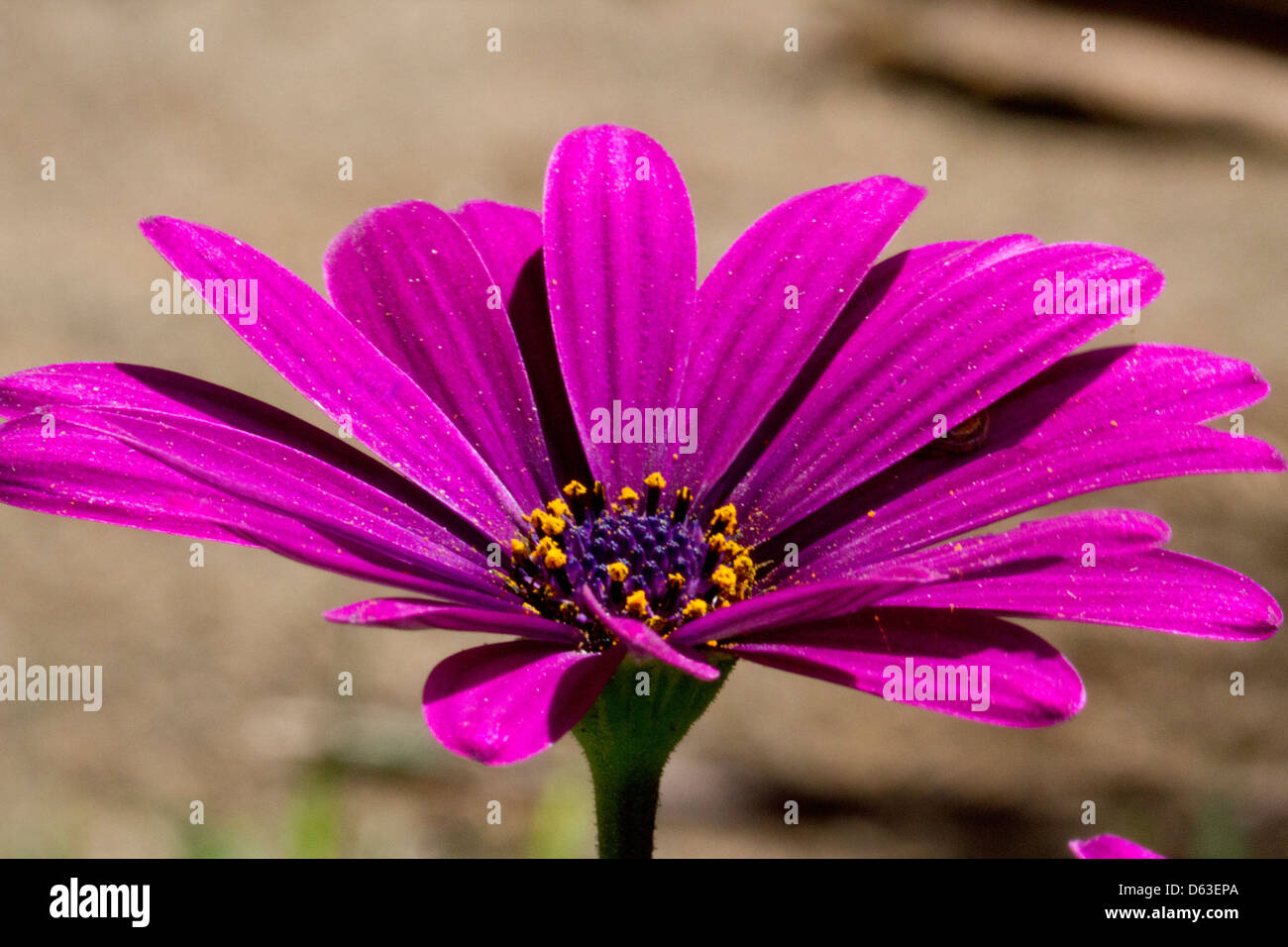 Purple Daisy of Las Palmas Stock Photo - Alamy
