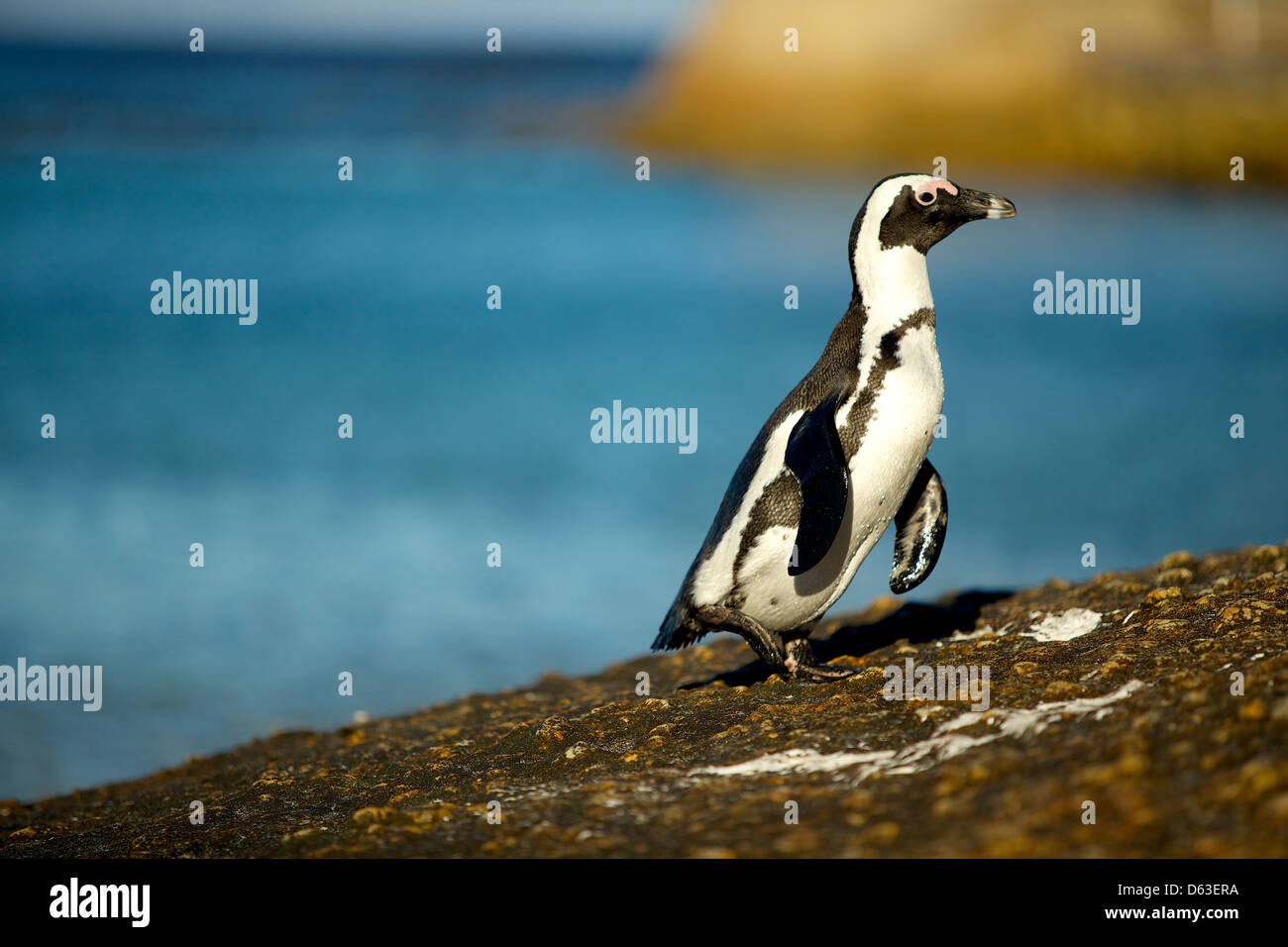 African penguin in cape hi-res stock photography and images - Alamy