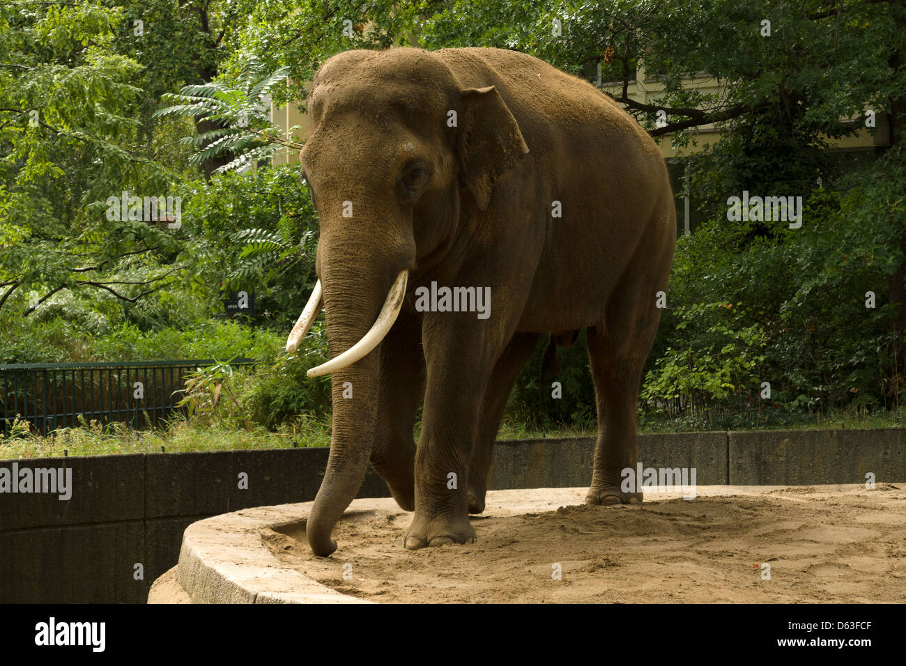 An elephant at the zoo Stock Photo - Alamy