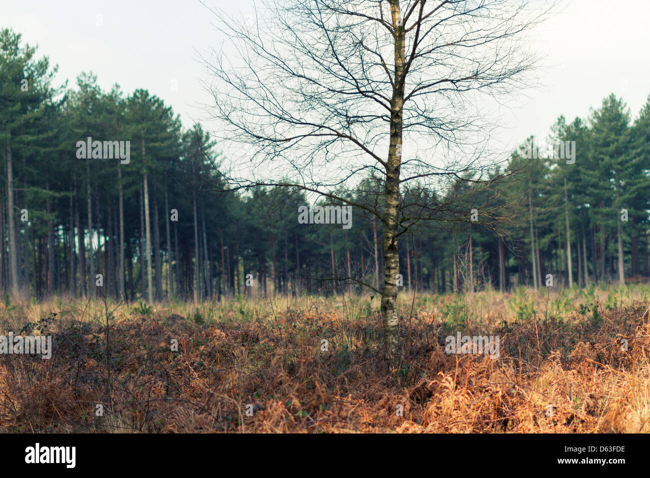 SIngle tree in the New forest Stock Photo - Alamy