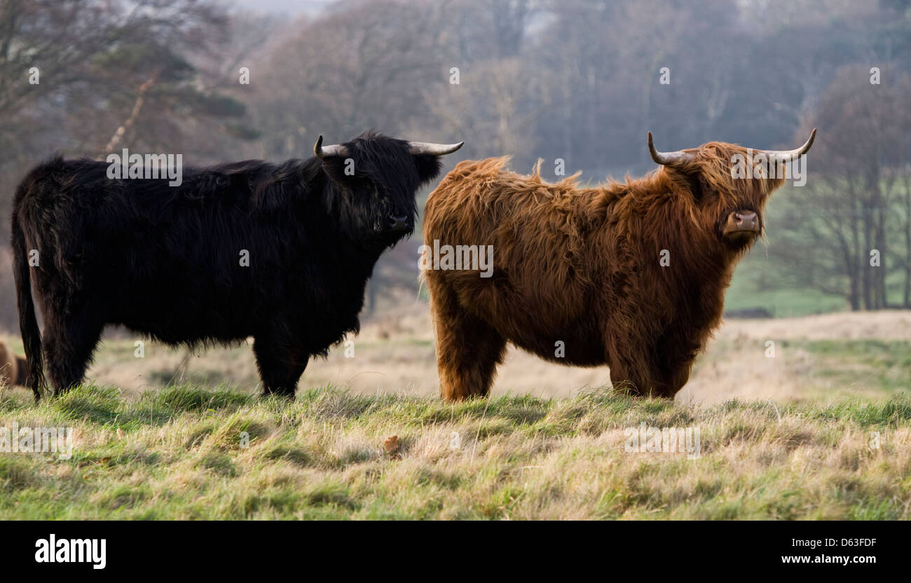 kyloe,two Highland cattle one black coat one red coat in the field,side ...