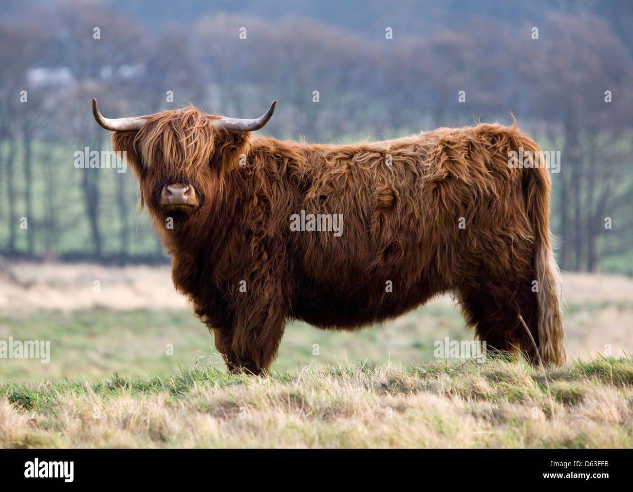 kyloe,Highland cattle red coat in the field, side view Stock Photo - Alamy