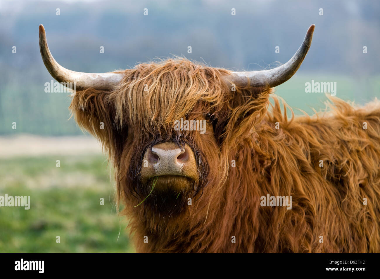 Highland cow hi-res stock photography and images - Alamy
