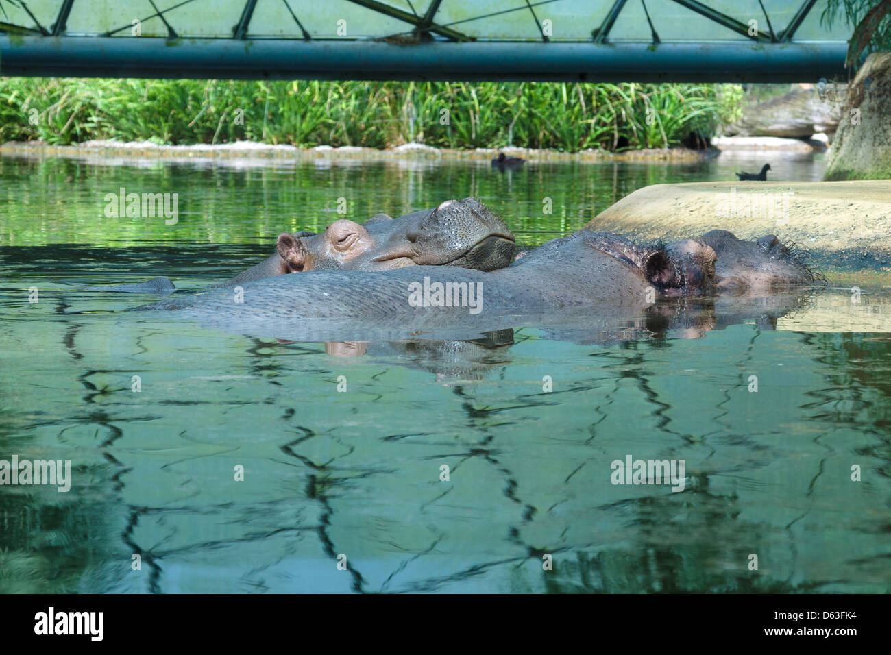 Hippo in zoo Stock Photo - Alamy