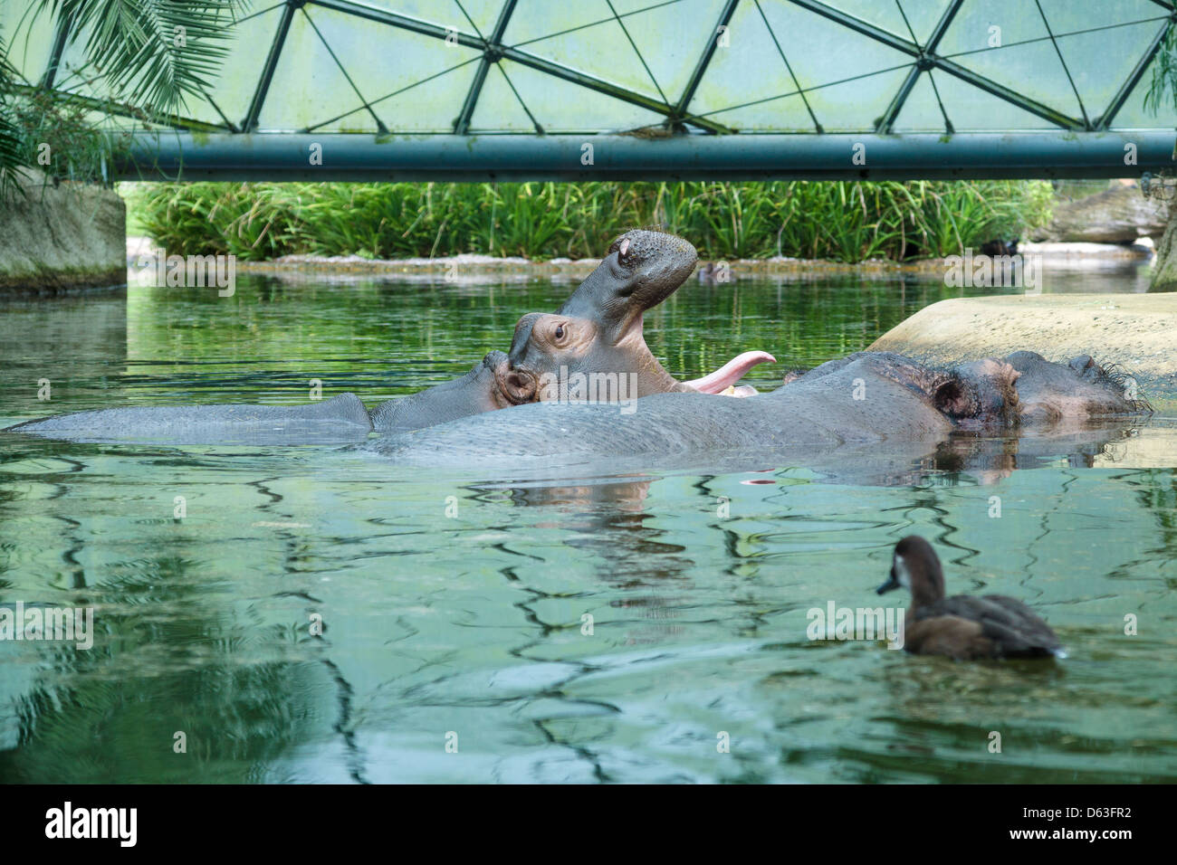 Hippo in zoo Stock Photo - Alamy