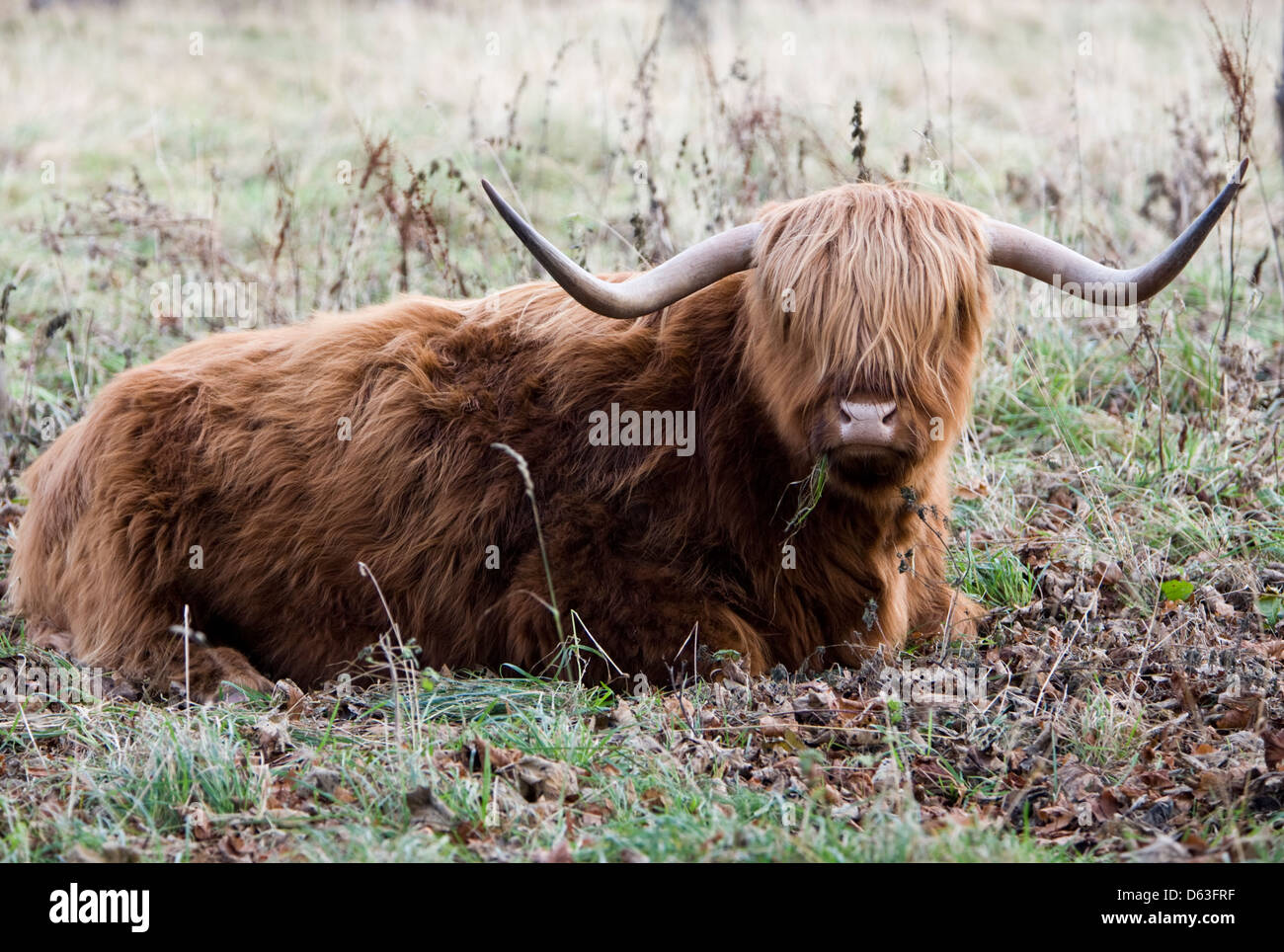 kyloe,Highland cattle red coat resting on grass front view Stock Photo ...