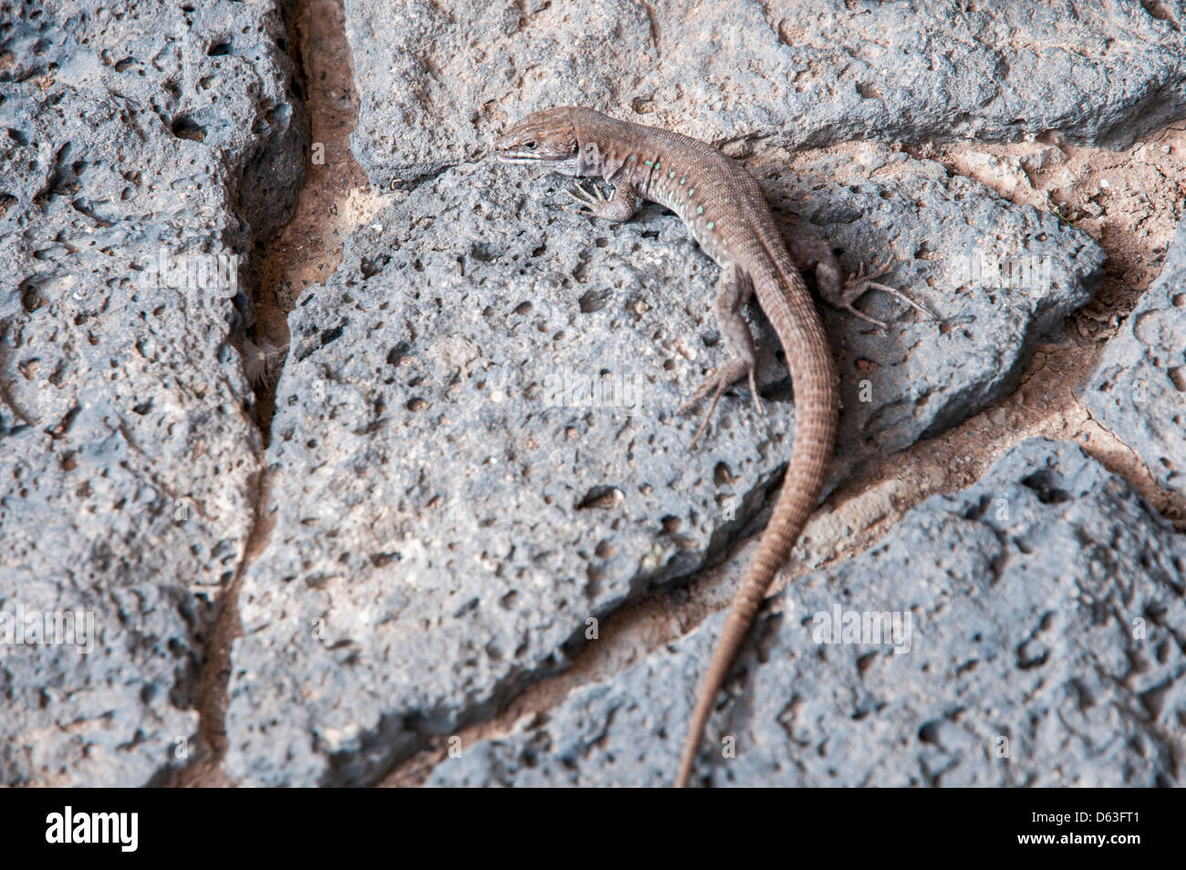that is quiet huge lizard sunning Stock Photo - Alamy
